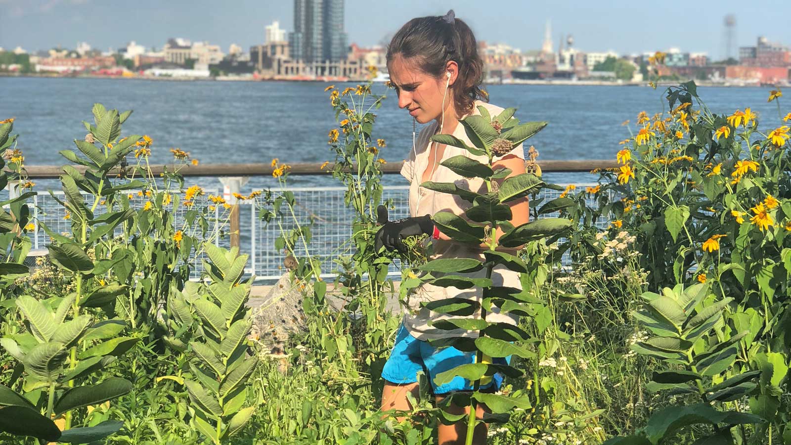 Stuyvesant Cove Park – A Solar One Program